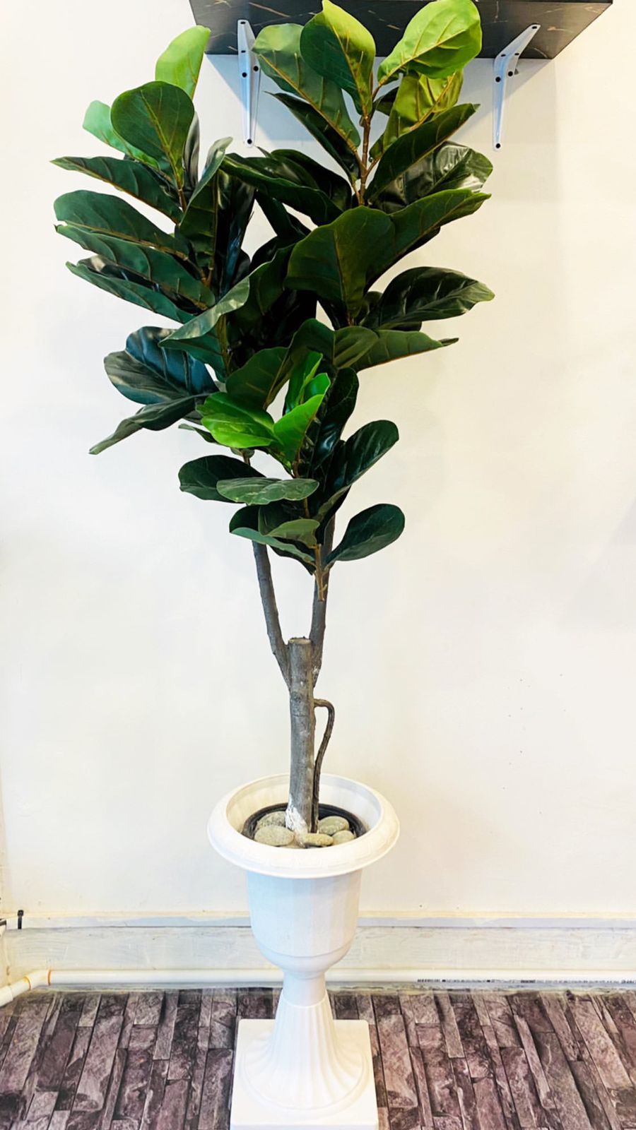 Tall Fiddle Plant – Gulbahaar